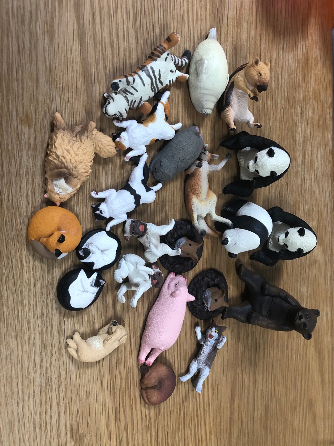 보일때마다 모은 동물가챠 | 콜리(Colley)