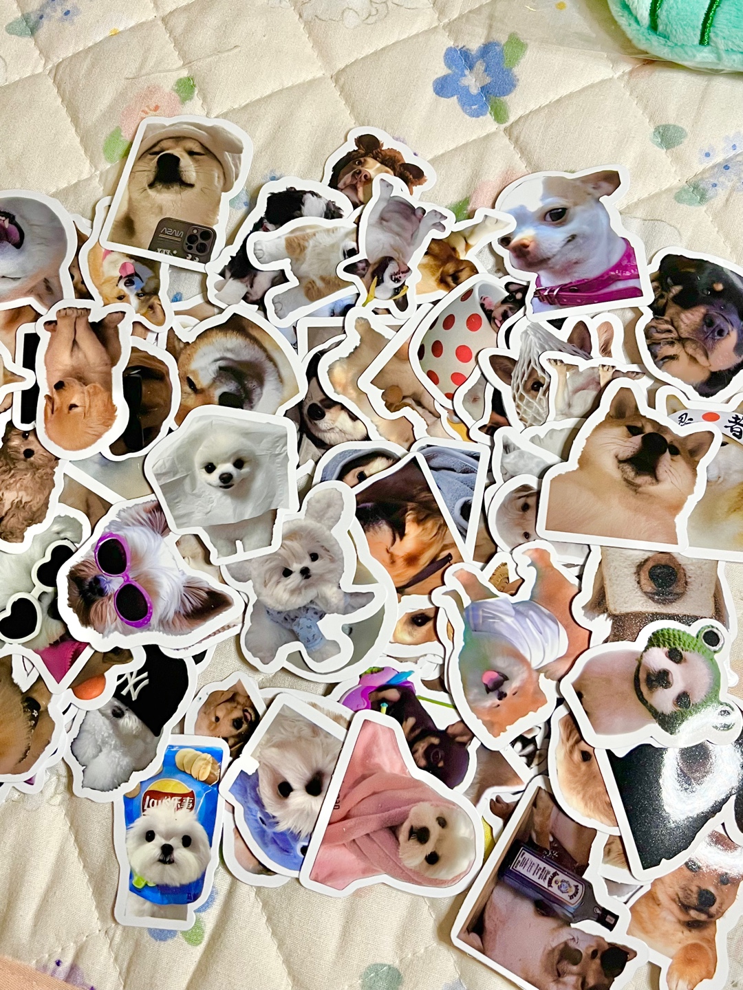 강아지 스티커(50개/100개) | 콜리(Colley)