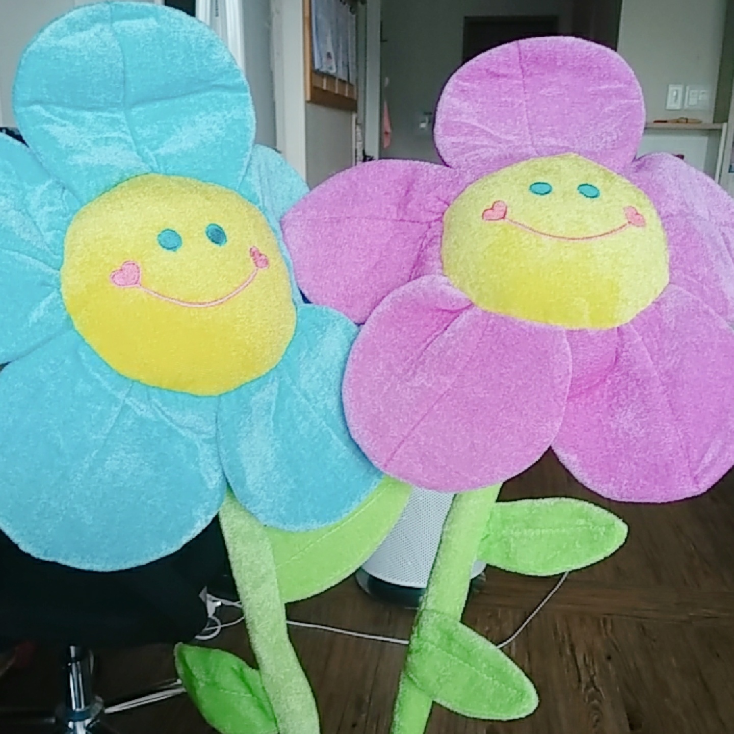 90센치 스마일꽃~ | 콜리(Colley)