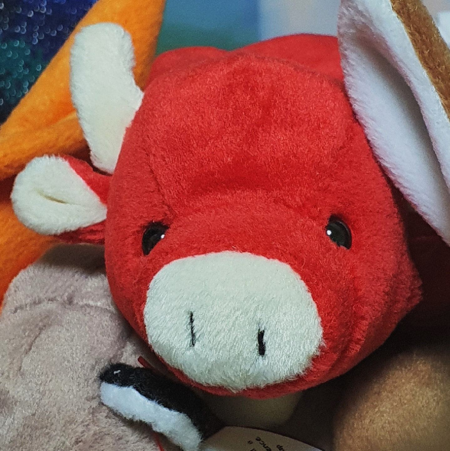 ty snort | 콜리(Colley)