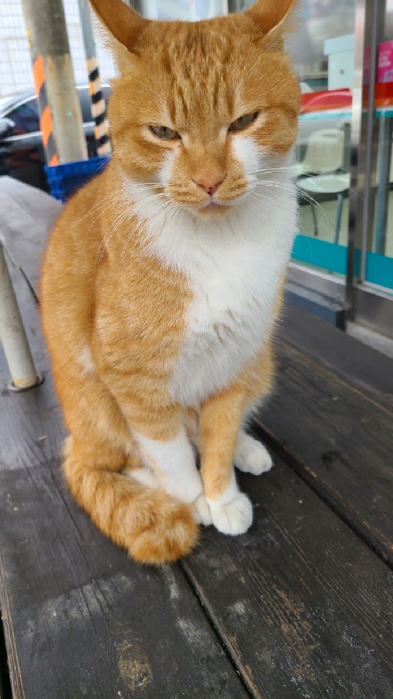 #고양이 #cat #catstargram #편의점고양이🐈 | 콜리(Colley)
