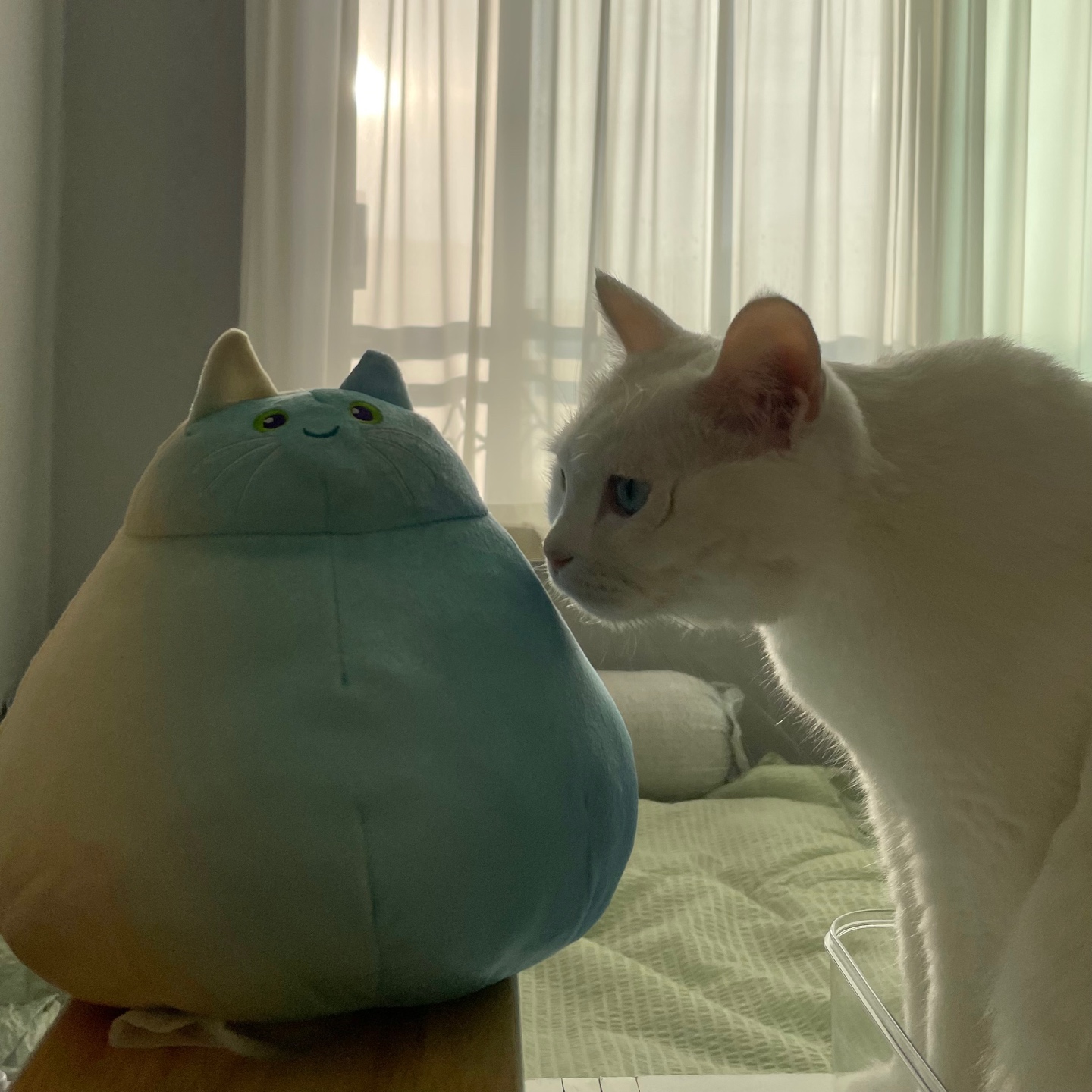 SOUL CAT | 콜리(Colley)