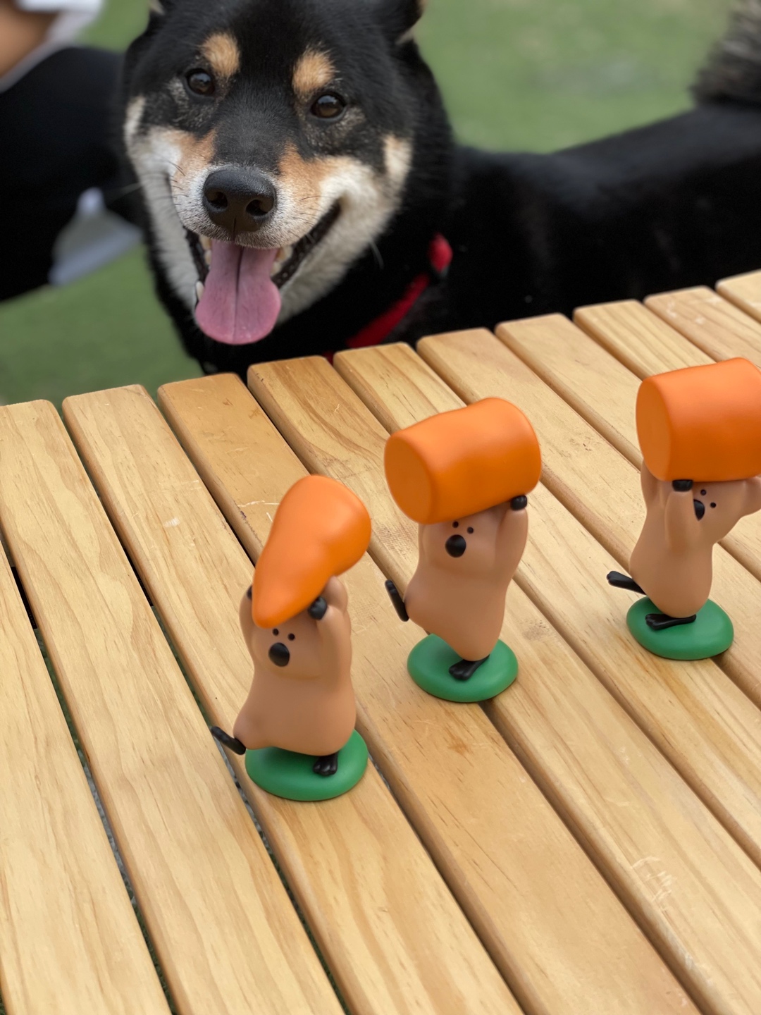 [DINOTAENG] King Carrot! | 콜리(Colley)