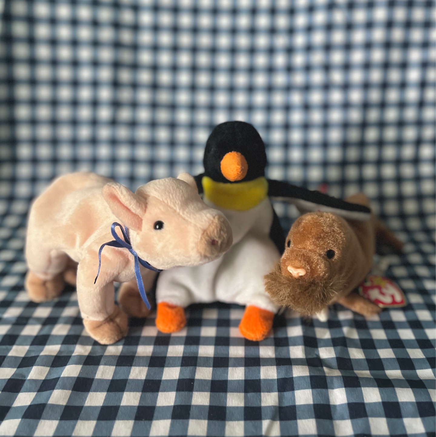 Ty 비니베이비 인형 | 콜리(Colley)