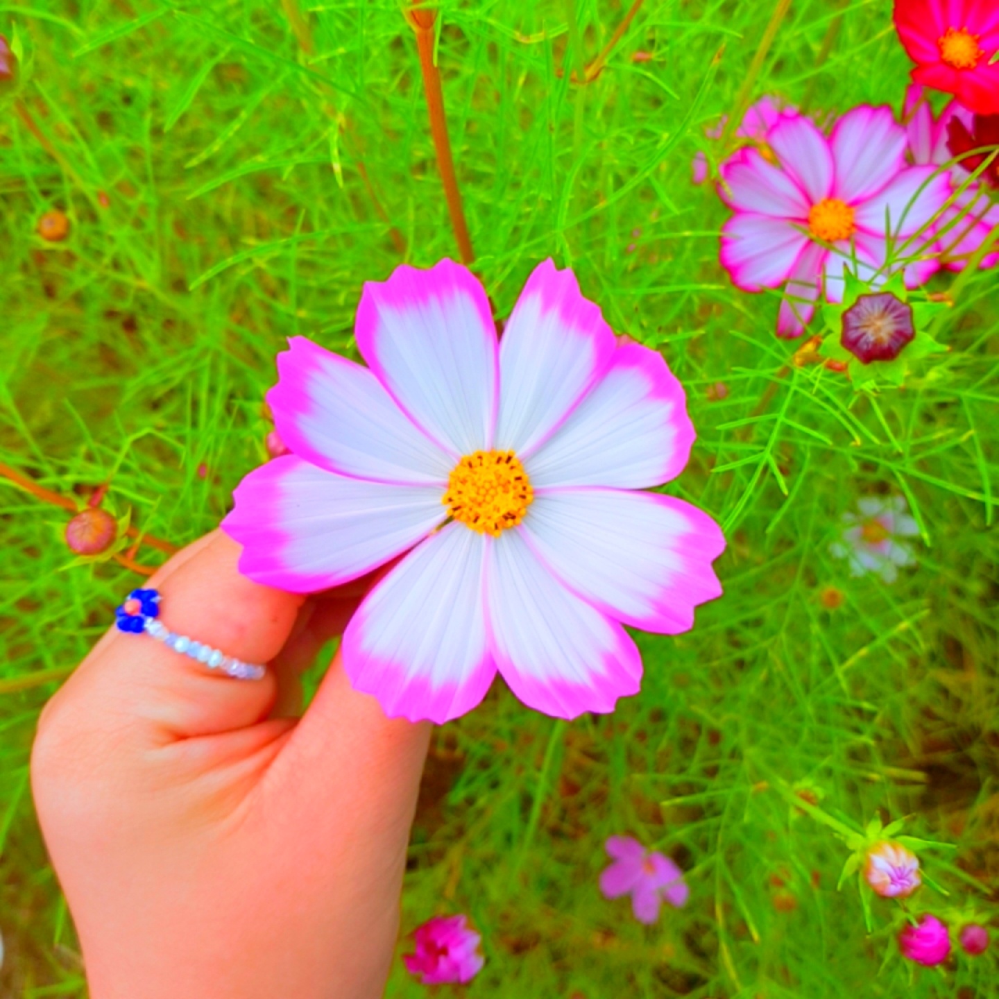 코스모스 | 콜리(Colley)