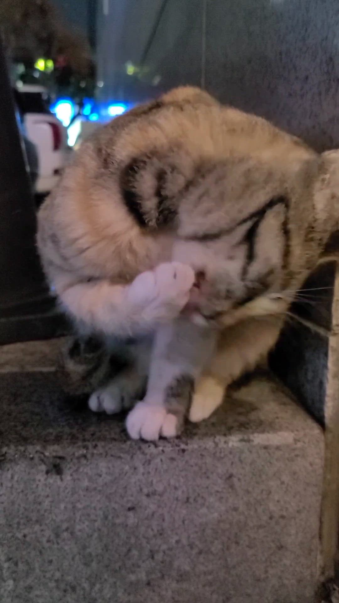 #cat #catstagram #고양이 #길고양이 #길냥이 | 콜리(Colley)