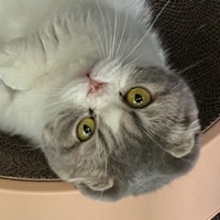 kitty 님의 프로필 | 콜리(Colley)