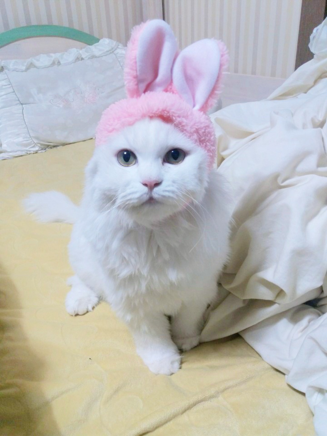 루루 님의 프로필 | 콜리(Colley)